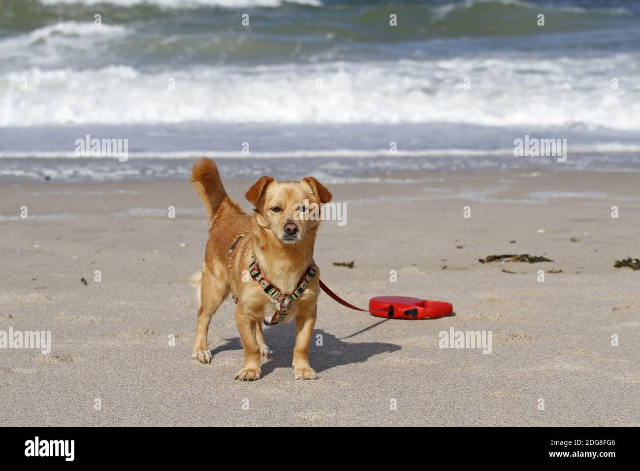 Podenco Mixed Breed High Resolution Stock Photography and Images - Alamy