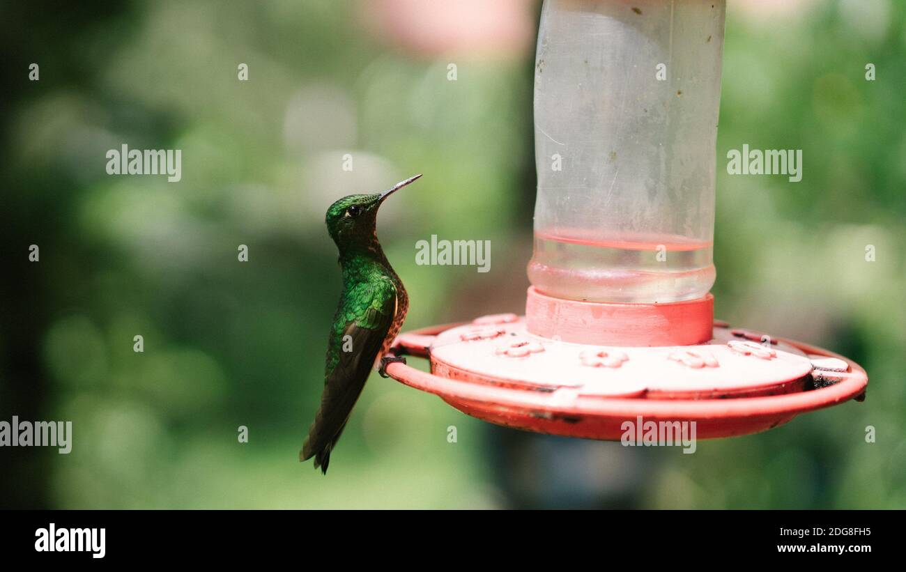 Close up video bird hi-res stock photography and images - Alamy