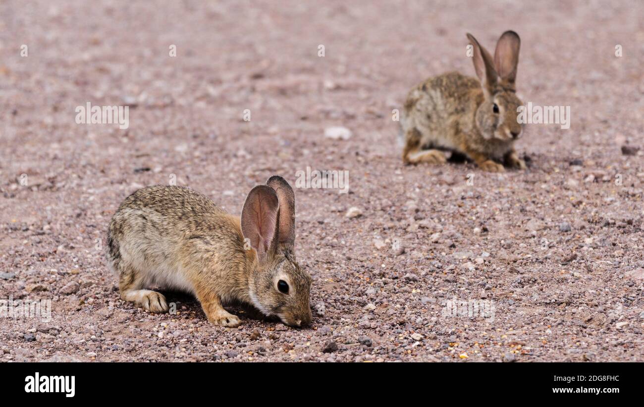 Jack rabbits hi-res stock photography and images - Alamy