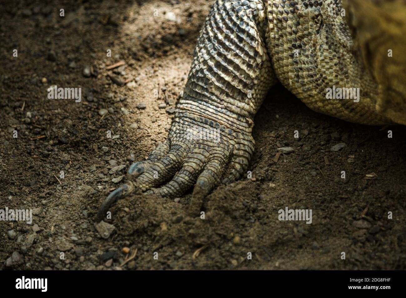 Dragon foot claws hi-res stock photography and images - Alamy