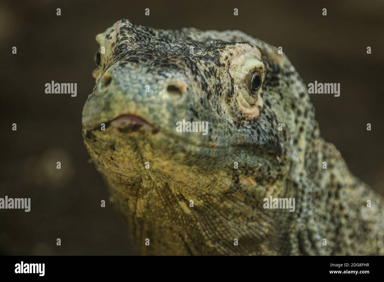 komodo looking back at me Stock Photo - Alamy