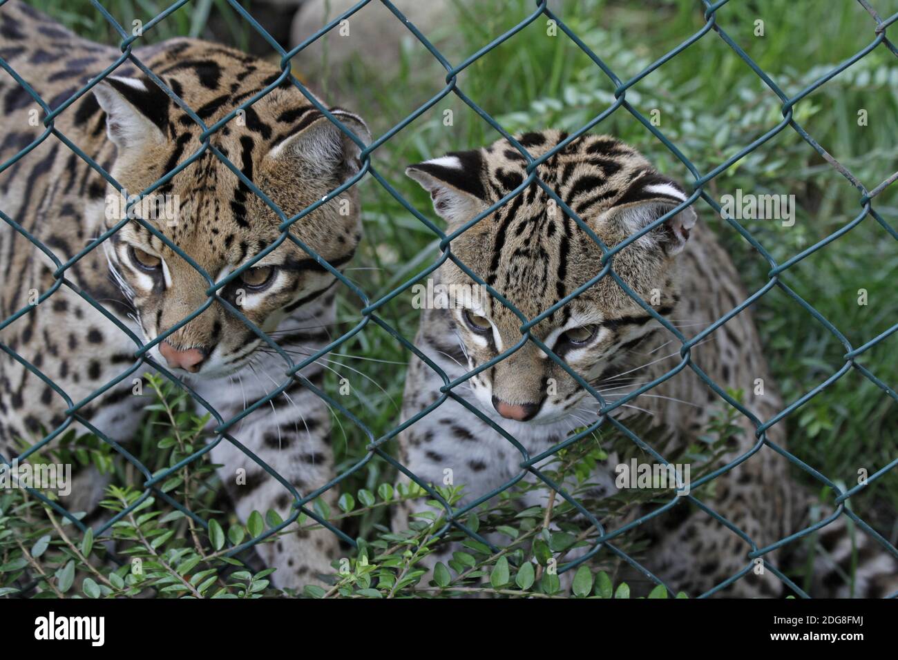 Ocelots in a cage Stock Photo - Alamy
