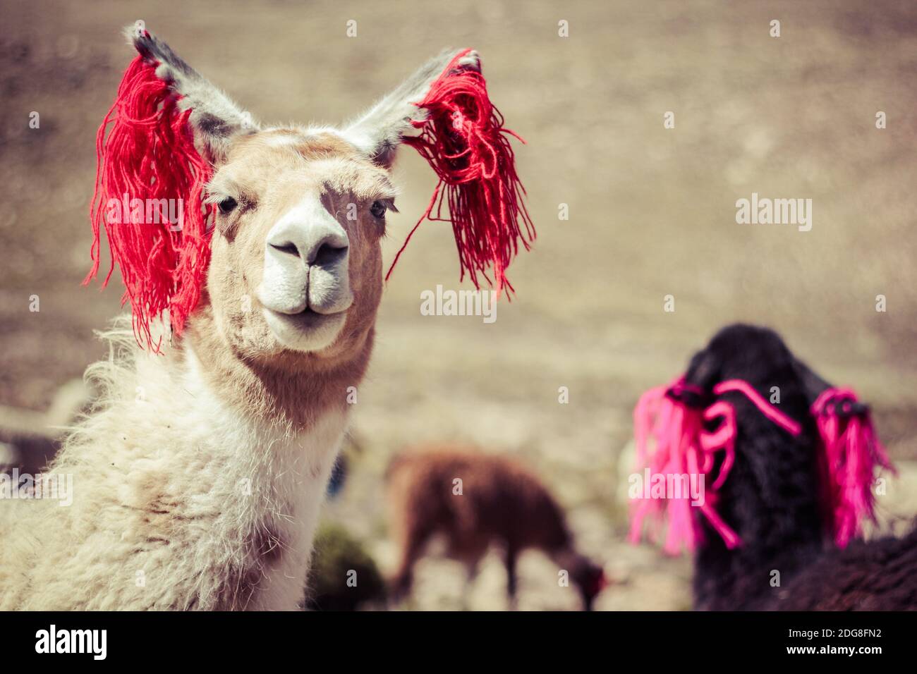 llamas in peru Stock Photo - Alamy