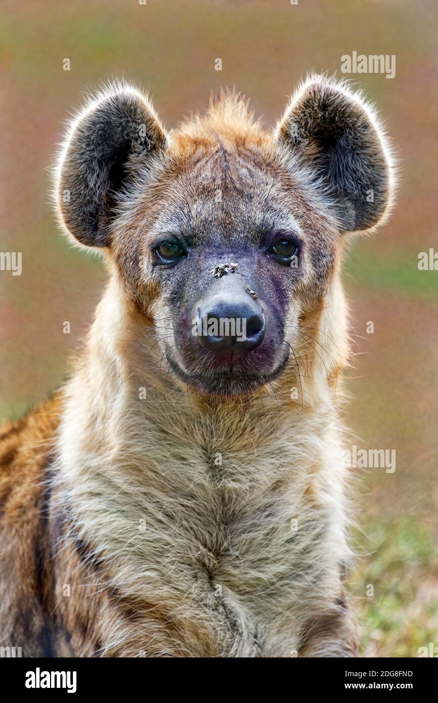 Spotted hyena - Crocuta crocuta Stock Photo - Alamy