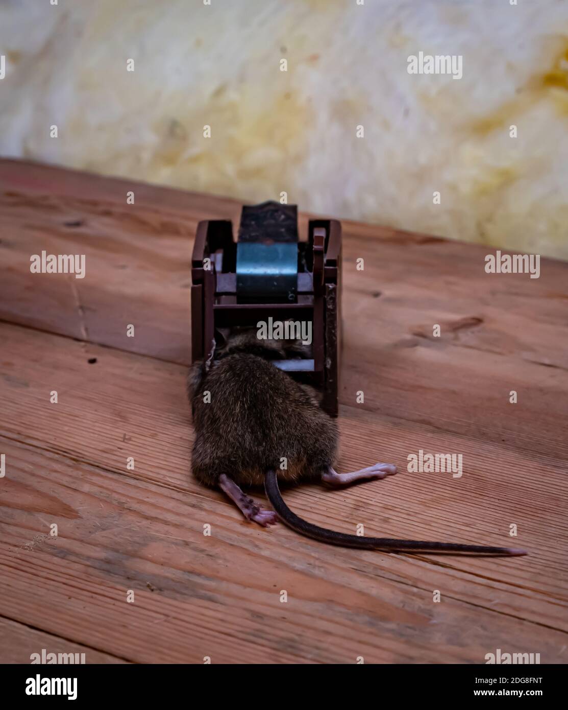 Modern mouse trap hi-res stock photography and images - Alamy