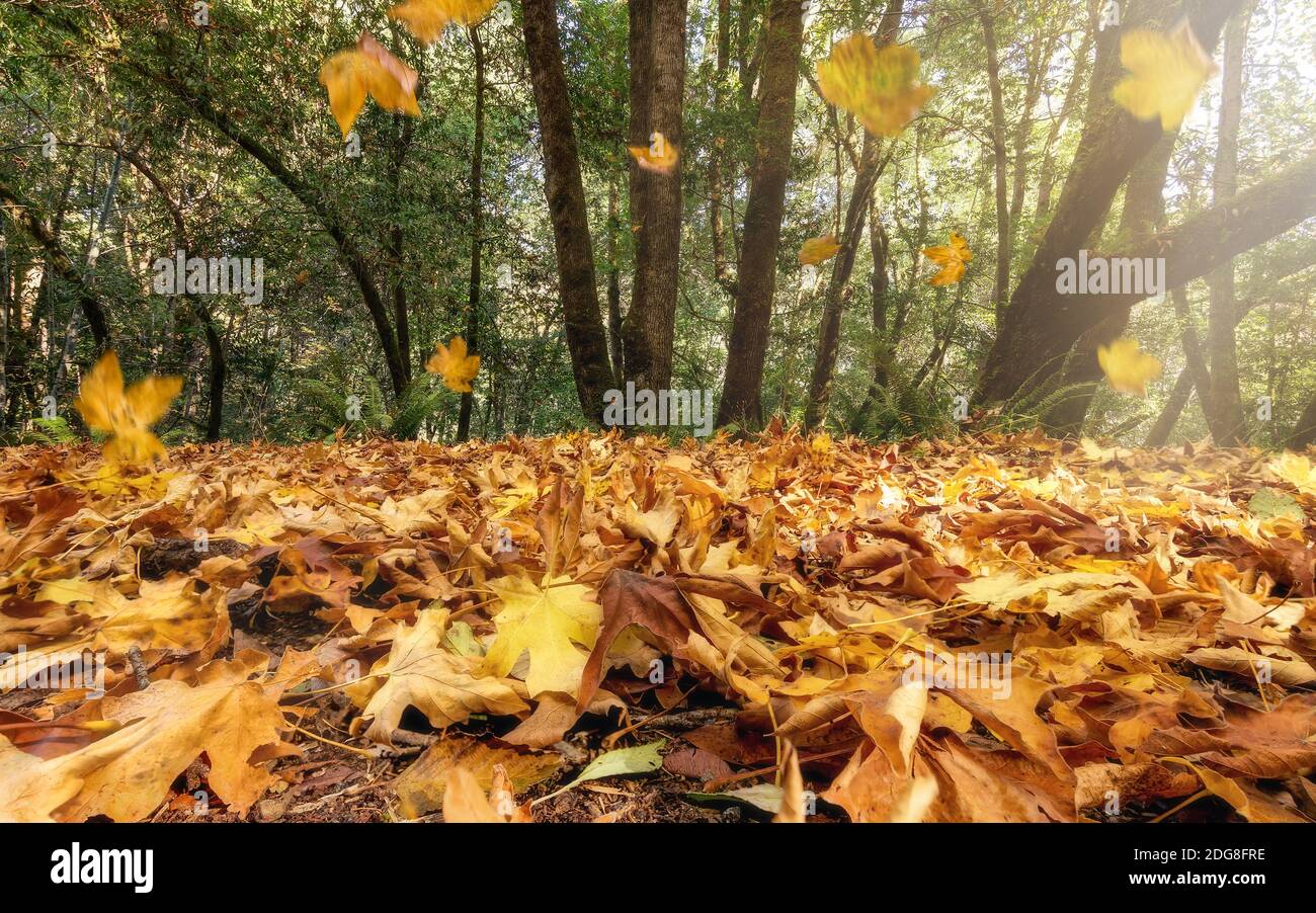 Falling Autumn Leaves Stock Photo - Alamy
