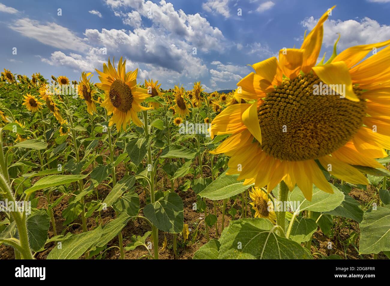Wallpaper sunflower hi-res stock photography and images - Alamy