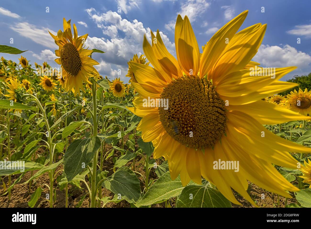 Big sunflower hi-res stock photography and images - Alamy