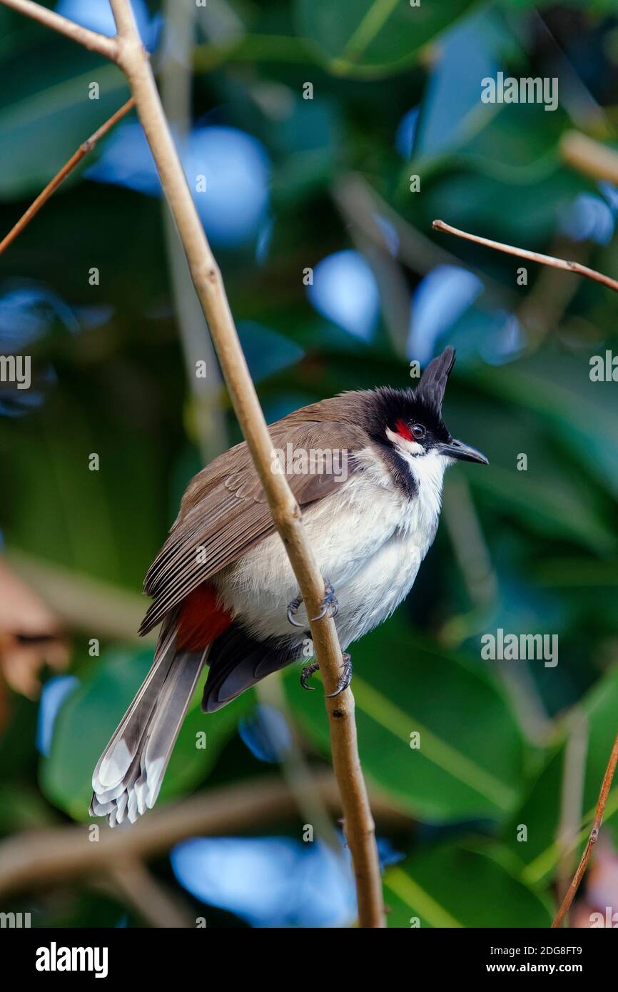 Overweight brid hi-res stock photography and images - Alamy