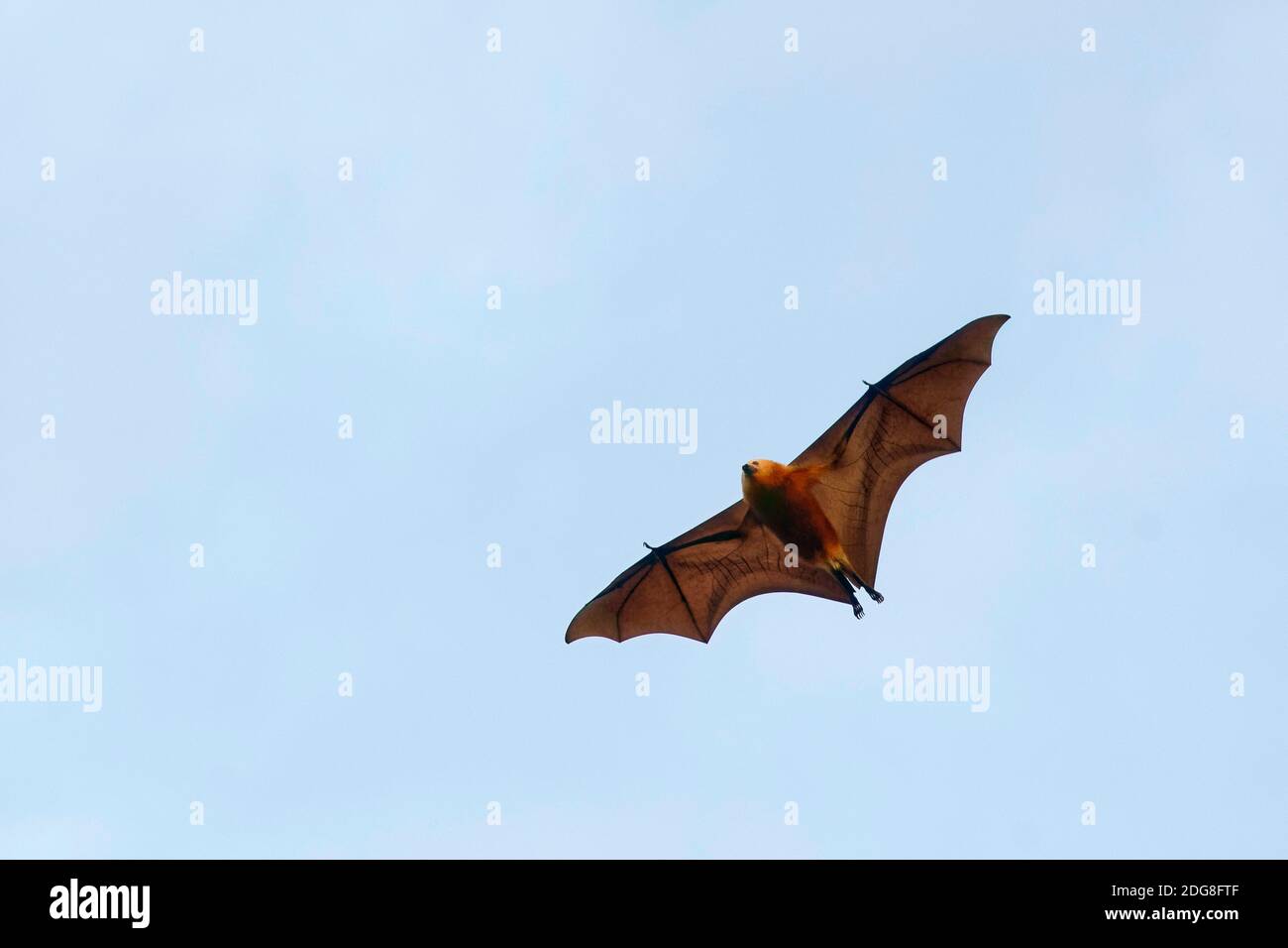 Mauritian flying fox - Pteropus niger Stock Photo - Alamy