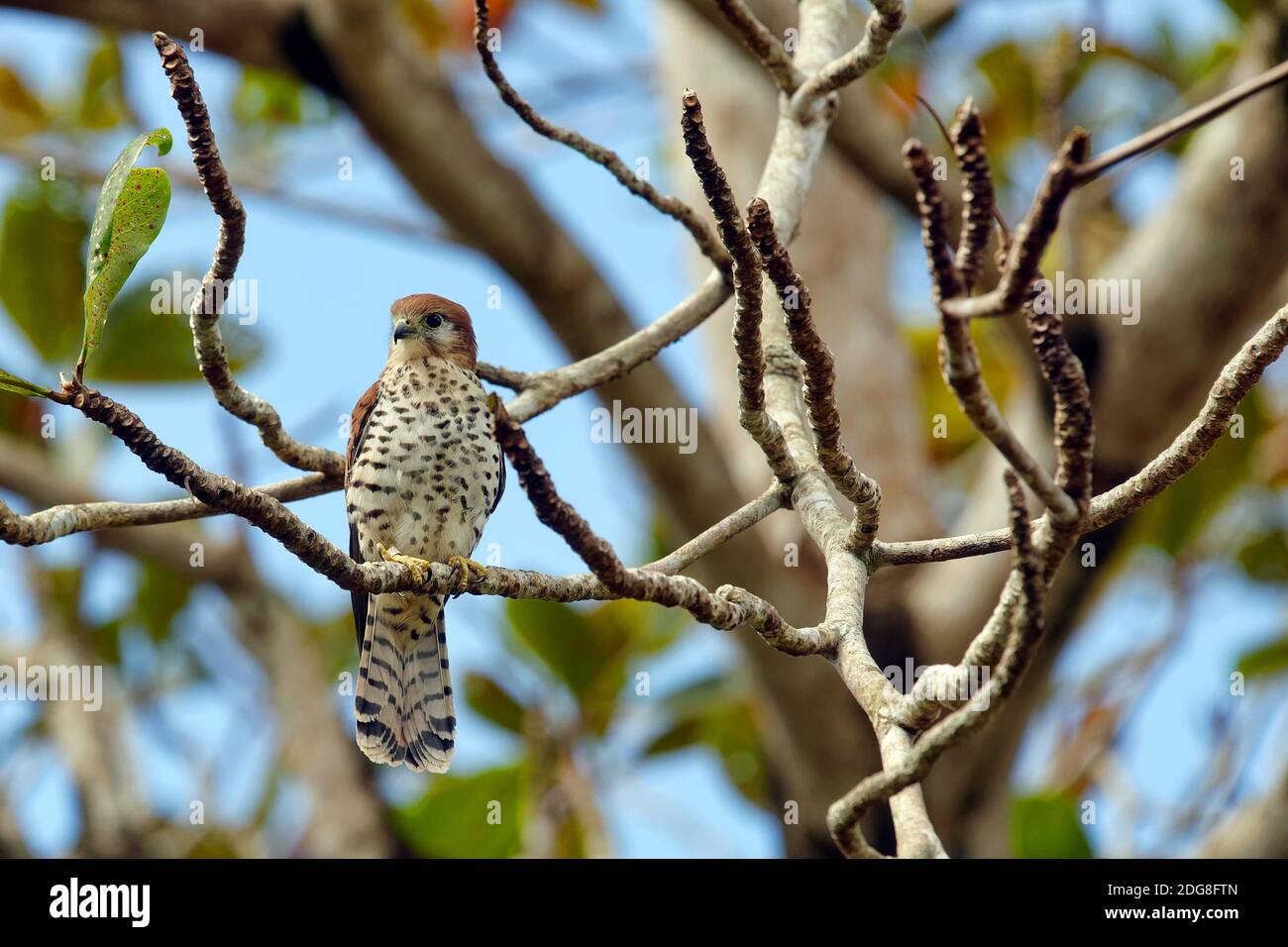 Falco punctatus hi-res stock photography and images - Alamy