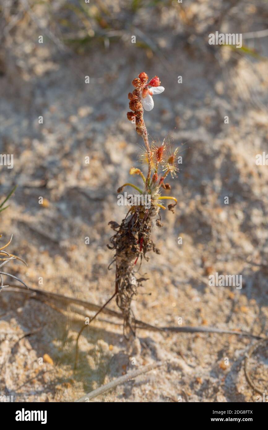 The stem-forming pygmy sundew Drosera scorpioides in the Cape Le Grand ...