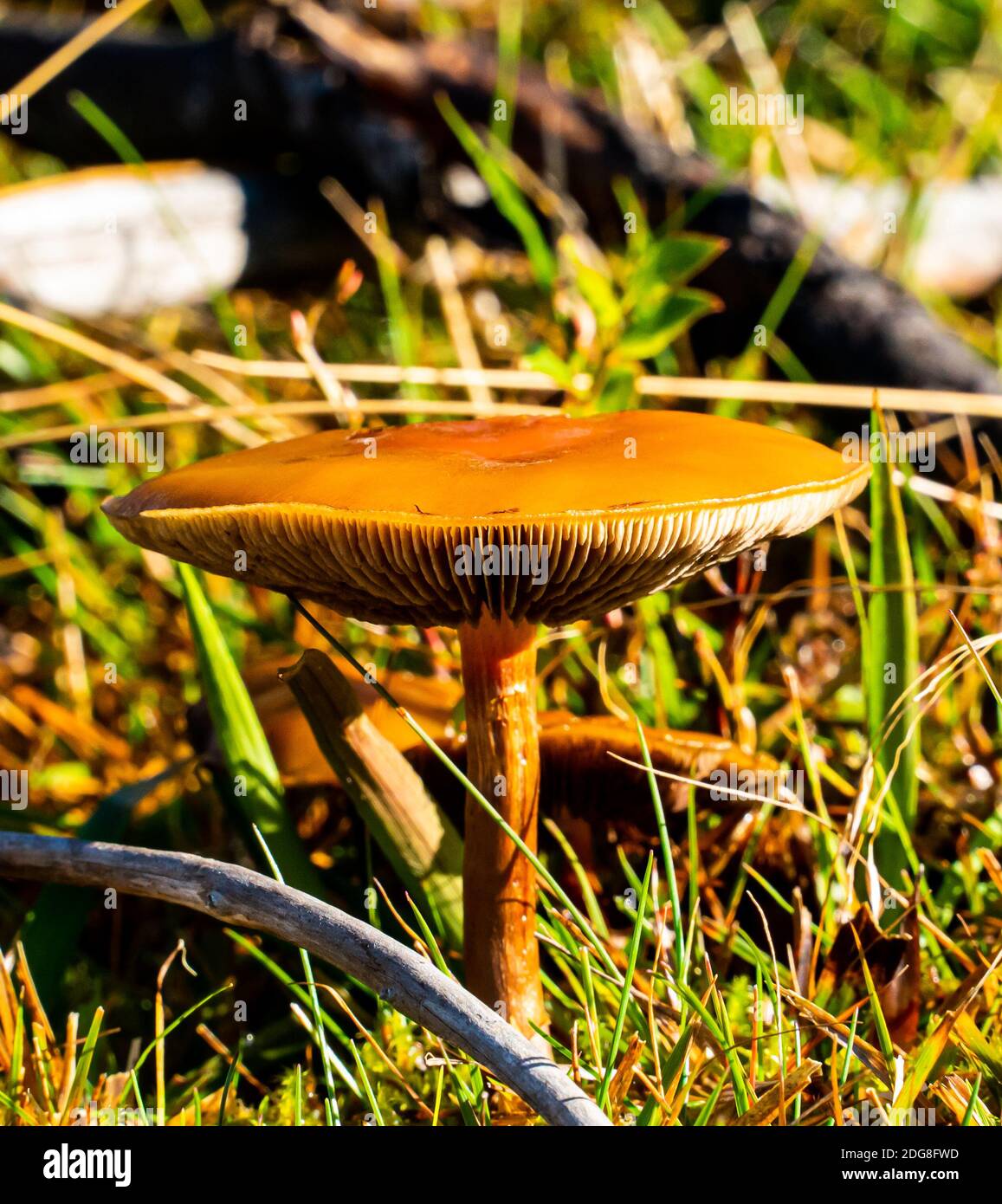 Golden mushroom hi-res stock photography and images - Alamy