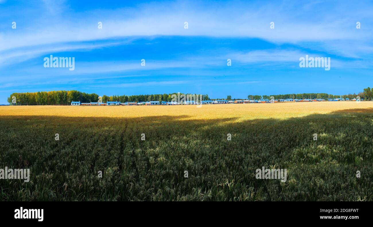 Sanjiang plain farmland in summer Stock Photo - Alamy