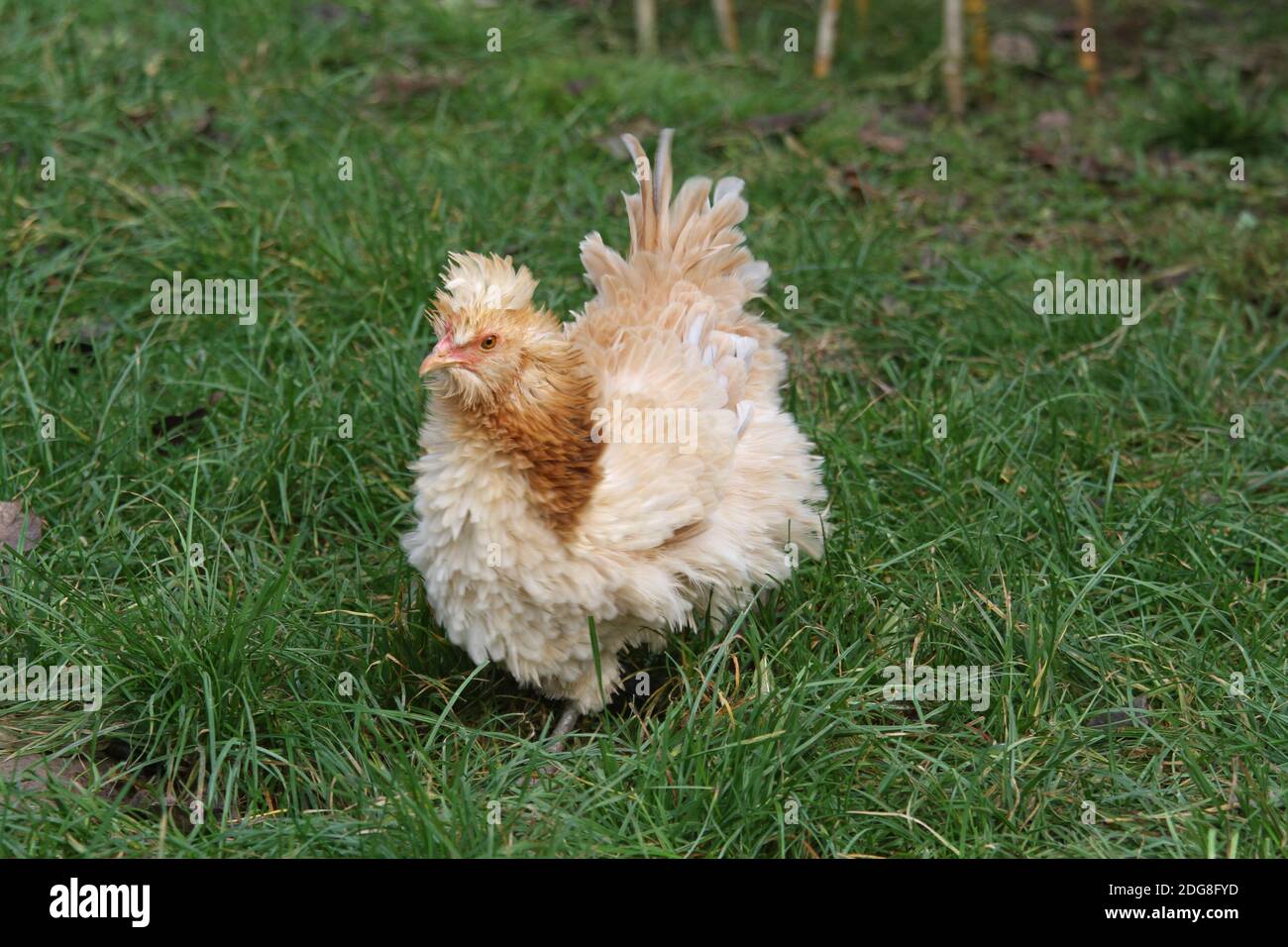 Frizzle hen hi-res stock photography and images - Alamy