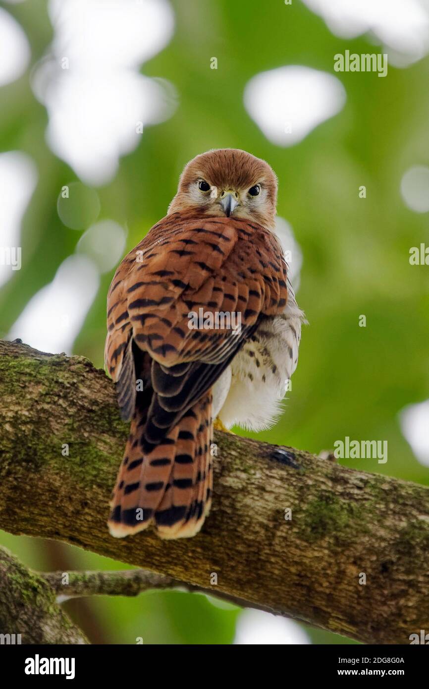 Species kestrel hi-res stock photography and images - Alamy