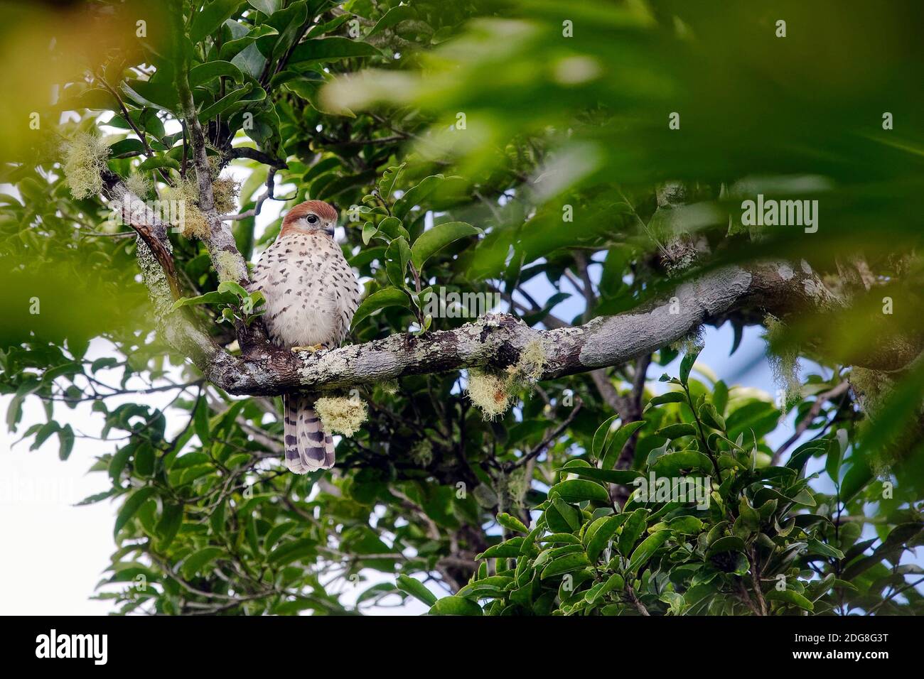 Kestrel bird mauritius hi-res stock photography and images - Alamy