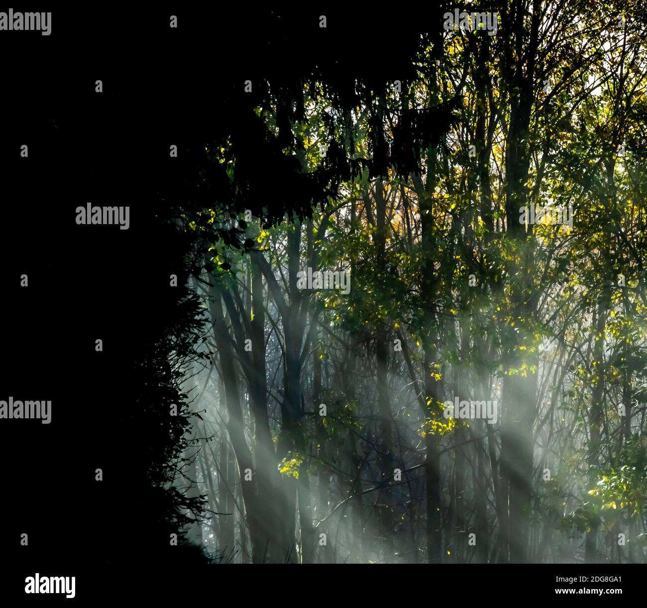 Rays of morning sunlight shine through the dense foliage of the trees ...