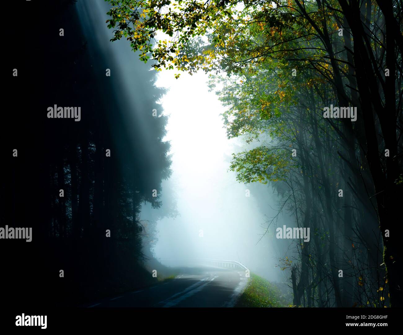 Rays of bright sunlight bursting through the fog and foliage on a small ...