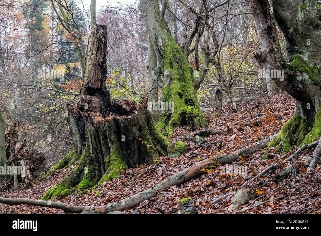 Old trees in autumn forest, Little Fatra, Slovak republic. Beauty in ...