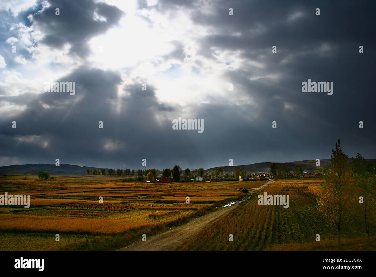 Sanjiang plain farmland in summer Stock Photo - Alamy