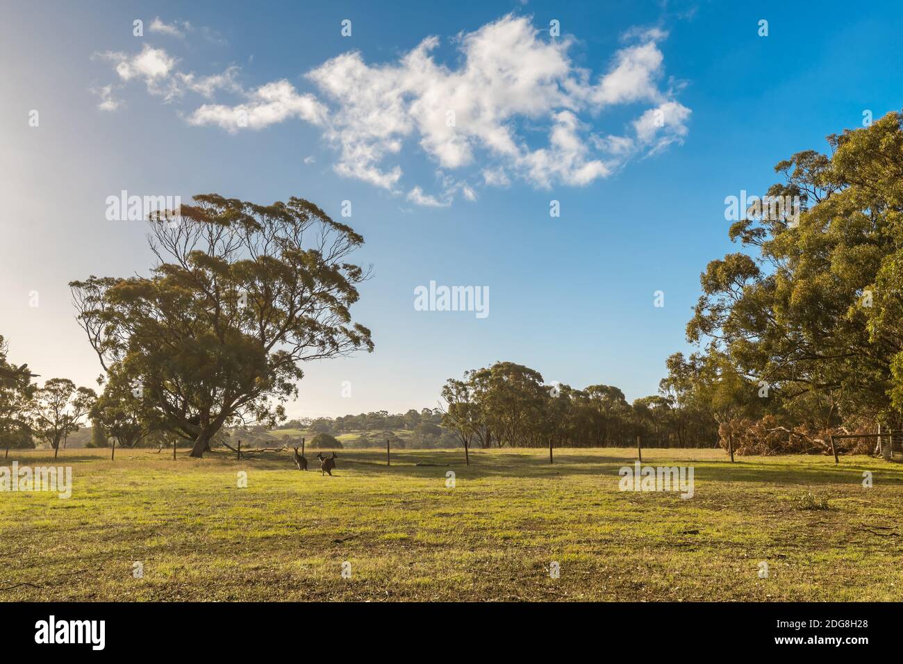 Kangaroos grazing at Onkaparinga River National Park on a day, South ...