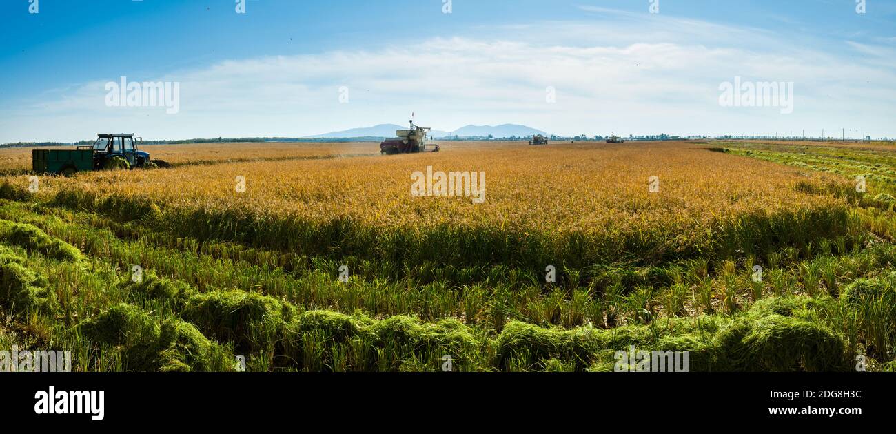 Sanjiang plain farmland in summer Stock Photo - Alamy