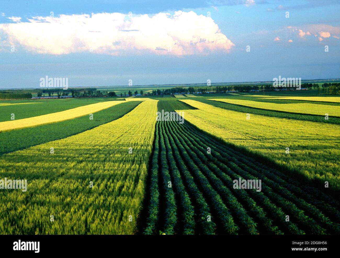 Sanjiang plain farmland in summer Stock Photo - Alamy