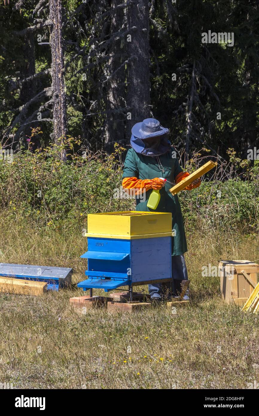 Male honey bee hi-res stock photography and images - Alamy