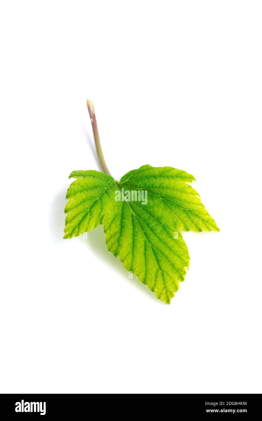 Ribes nigrum, blackcurrant leaves isolated on white background Stock ...