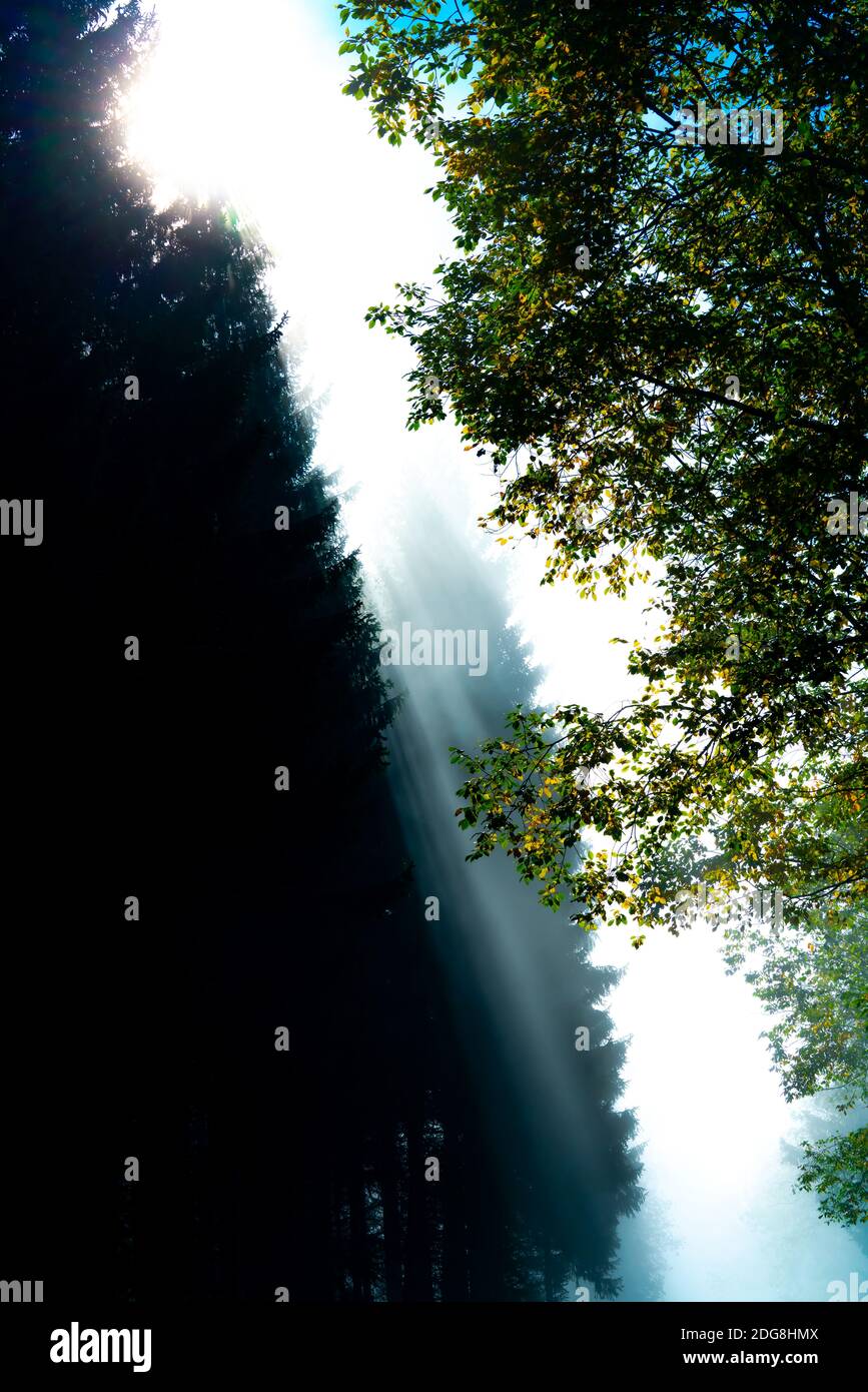 Bright rays of sunlight shine down through the morning mist Stock Photo ...