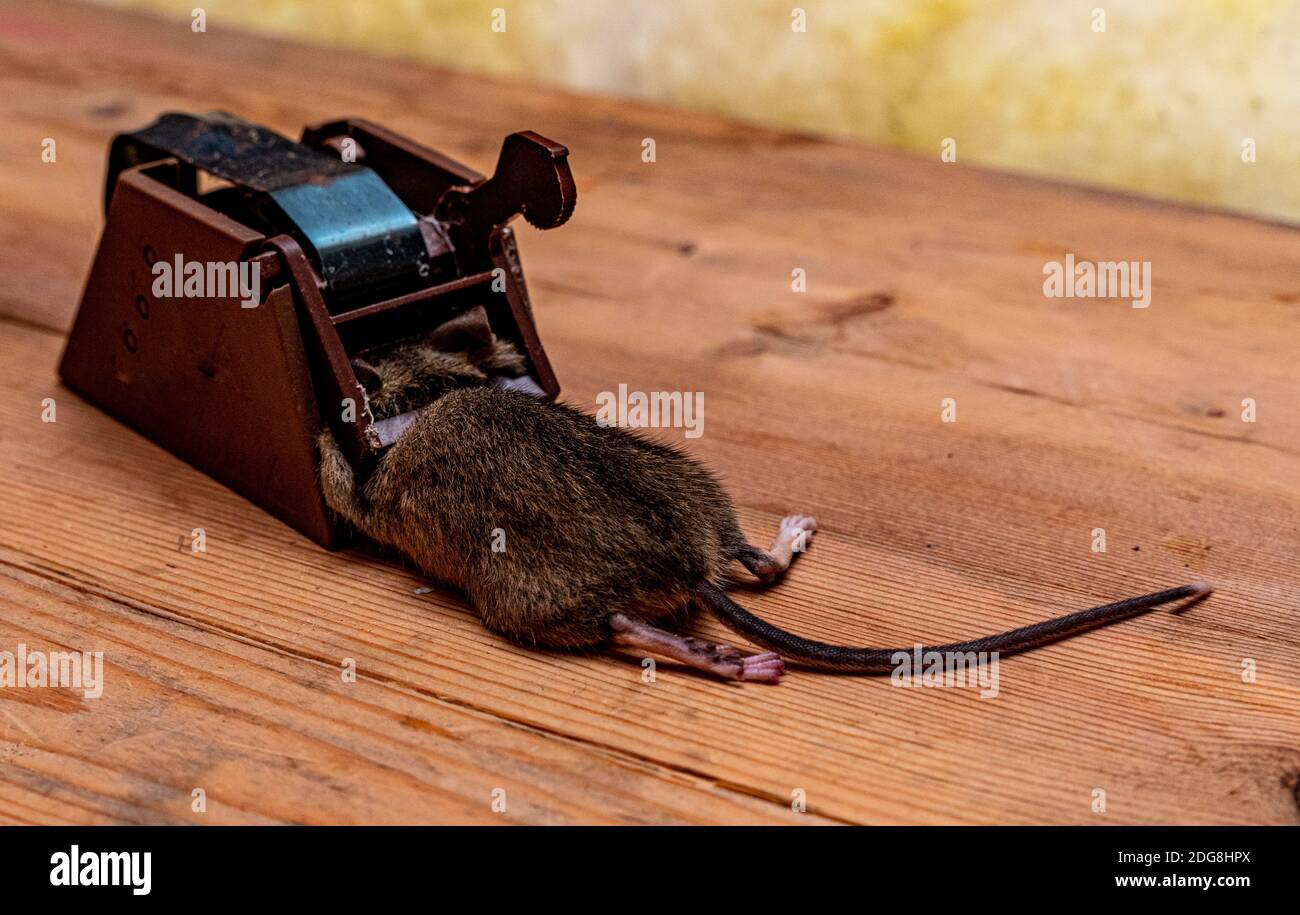 Dead brown house mouse in a modern snap trap with end and tail sticking ...