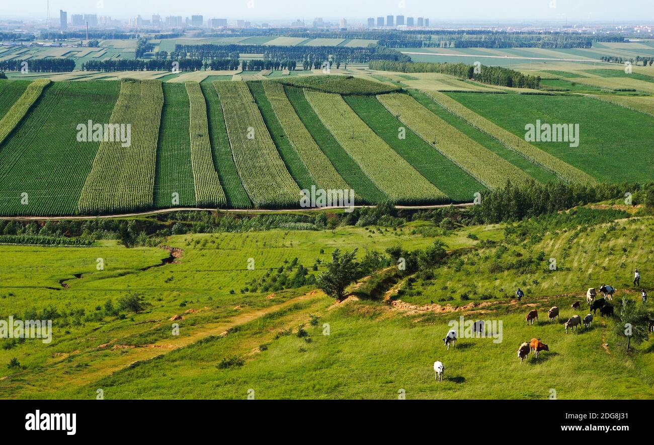 Sanjiang plain farmland in summer Stock Photo - Alamy