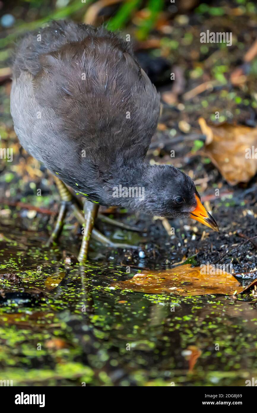 Dusky Moorhen Chick (Gallinula tenebrosa) in wetland environment Stock ...