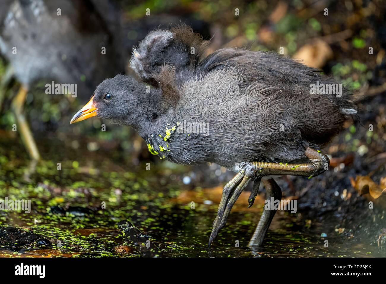 Dusky Moorhen Chick (Gallinula tenebrosa) in wetland environment Stock ...