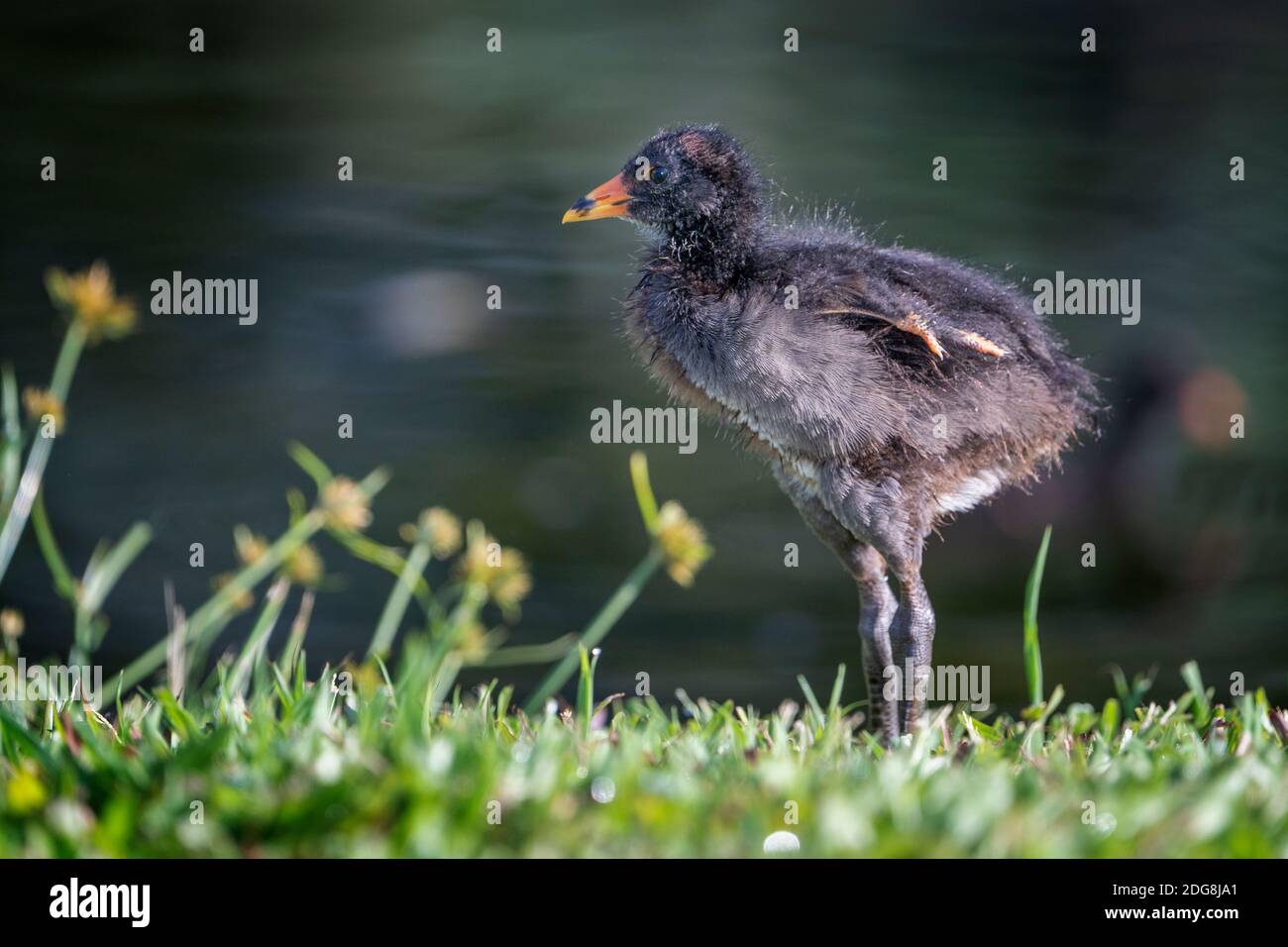 Moor rail hi-res stock photography and images - Alamy