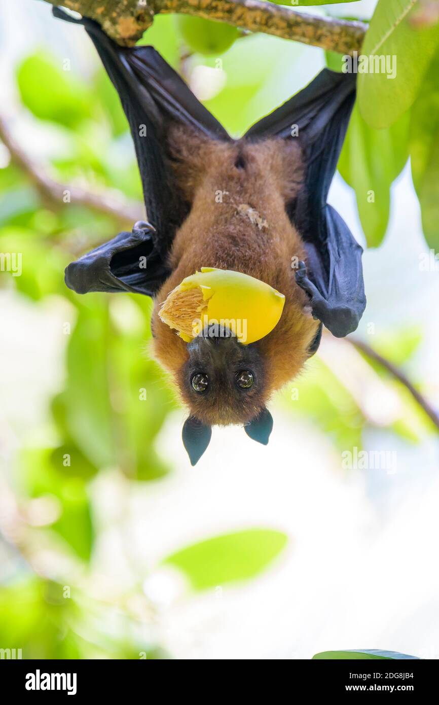 Flying fox eating fruit hi-res stock photography and images - Alamy