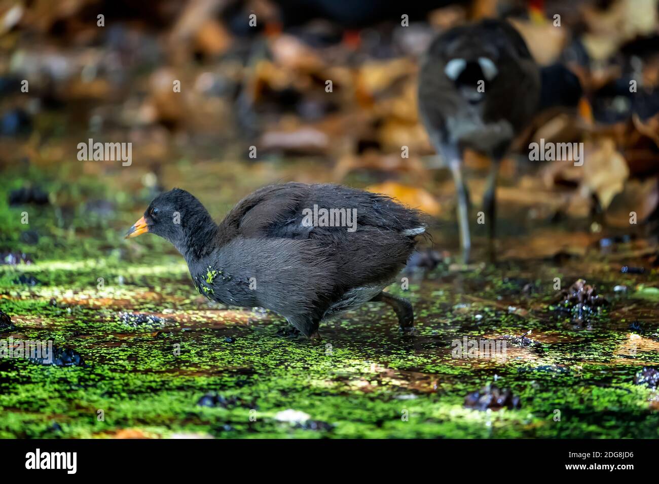 Dusky Moorhen Chick (Gallinula tenebrosa) wading in water in wetland ...