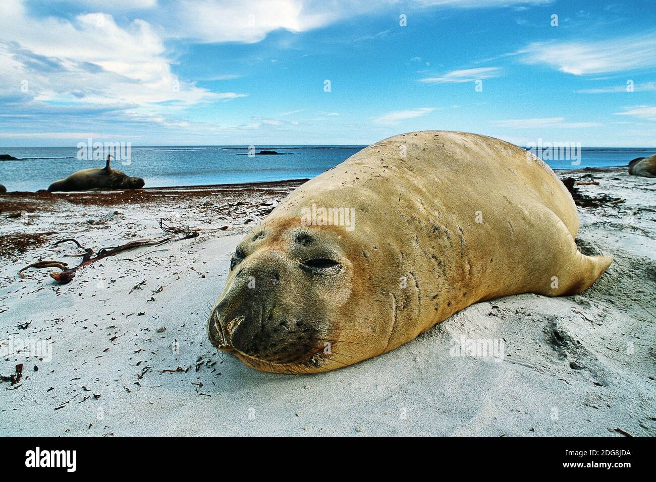 Elephant seal - Mirounga leonina Stock Photo - Alamy