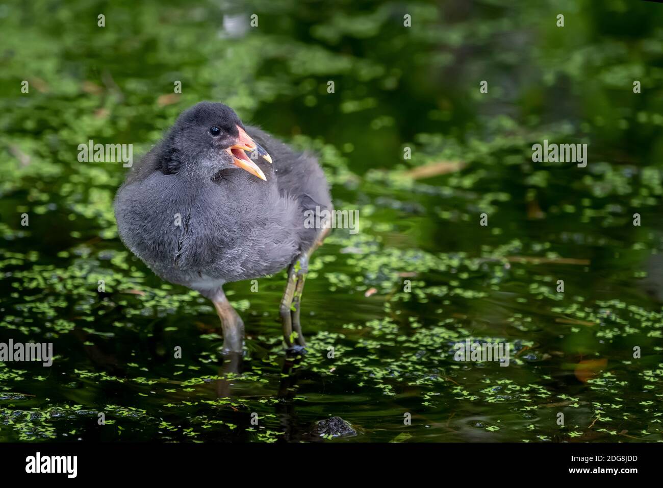 Dusky Moorhen Chick (Gallinula tenebrosa) wading in water in wetland ...