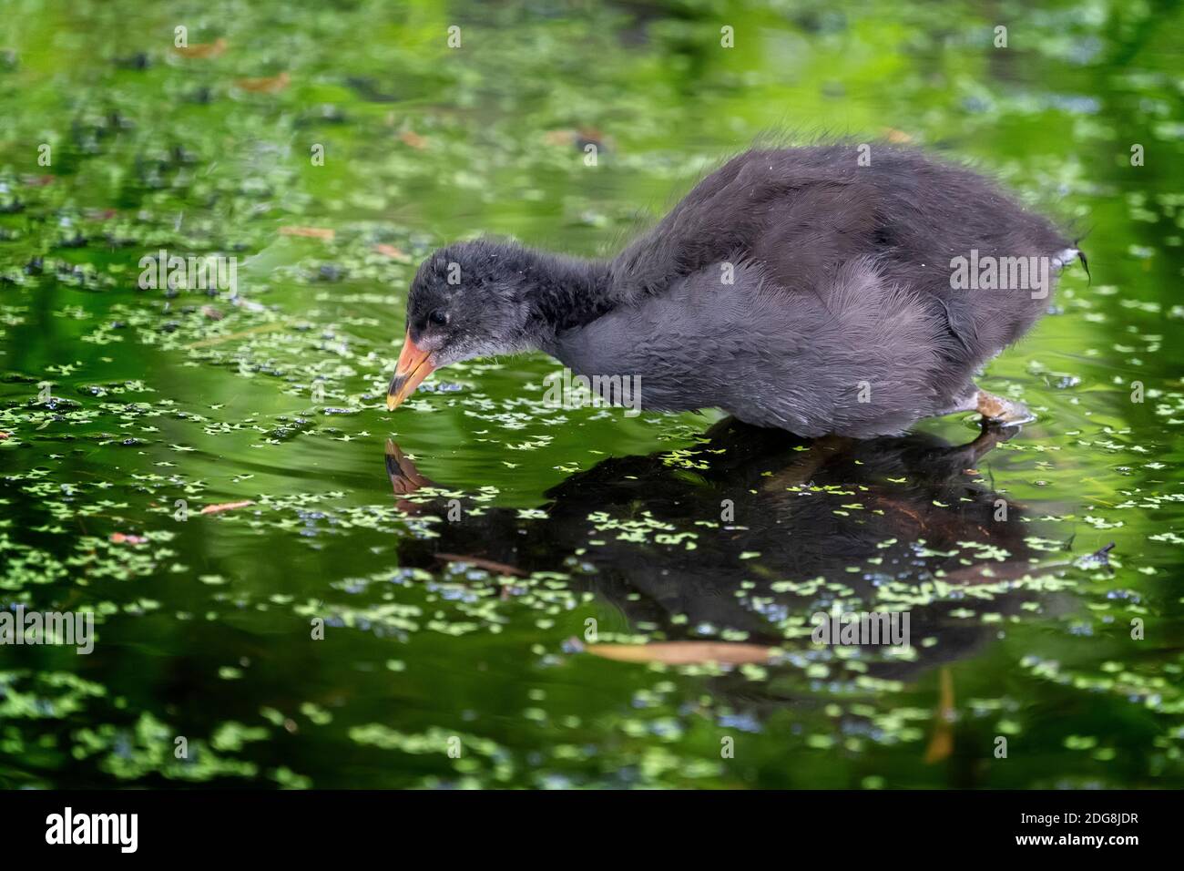 Dusky Moorhen Chick (Gallinula tenebrosa) wading in water in wetland ...