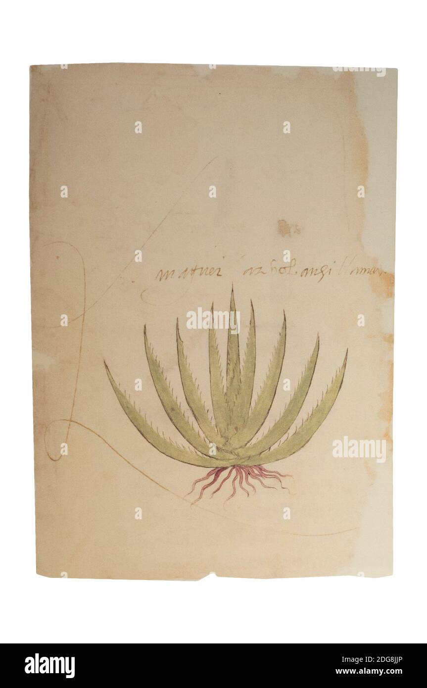 Pre Hispanic Codex High Resolution Stock Photography and Images - Alamy