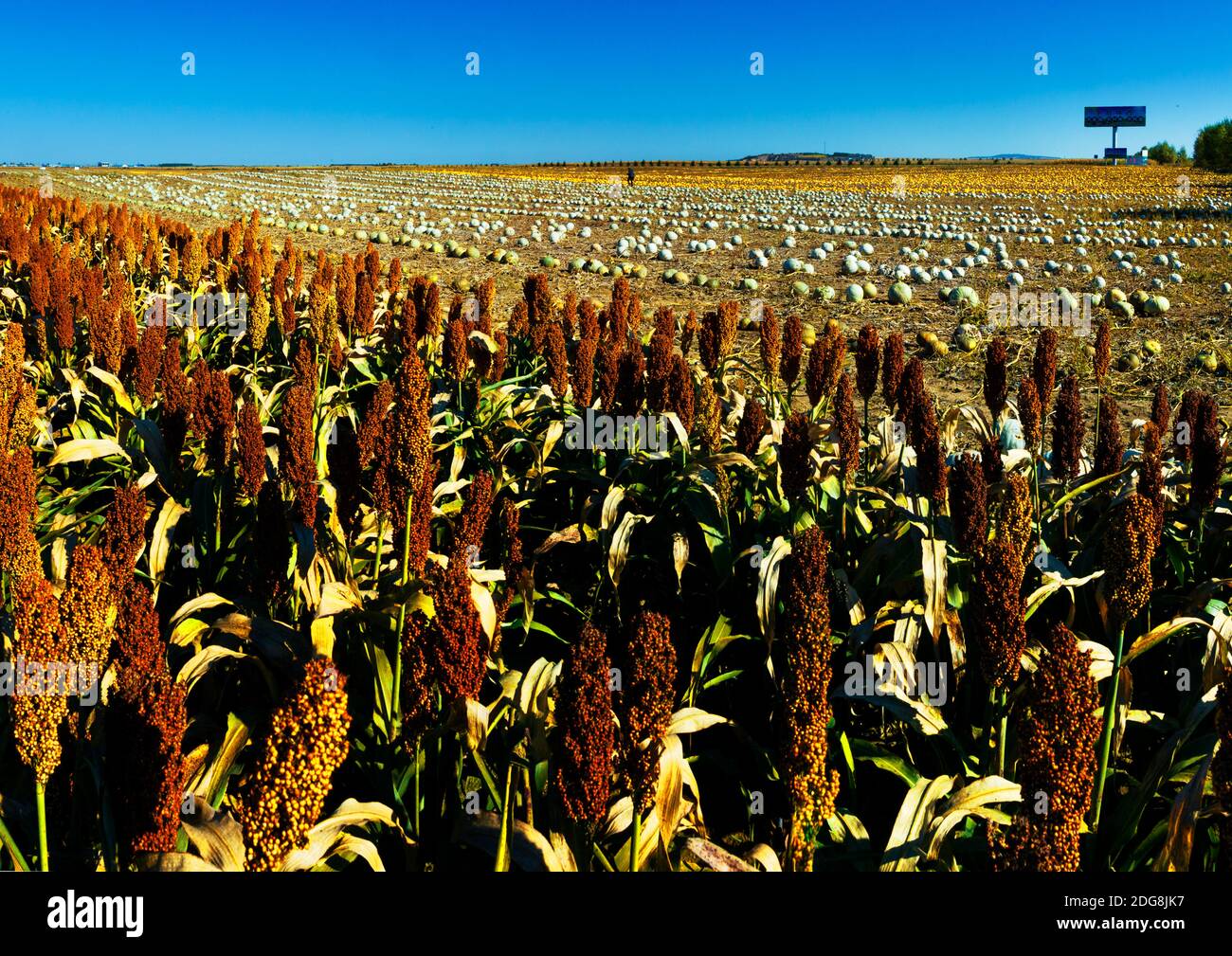 Sorghum crop field hi-res stock photography and images - Alamy