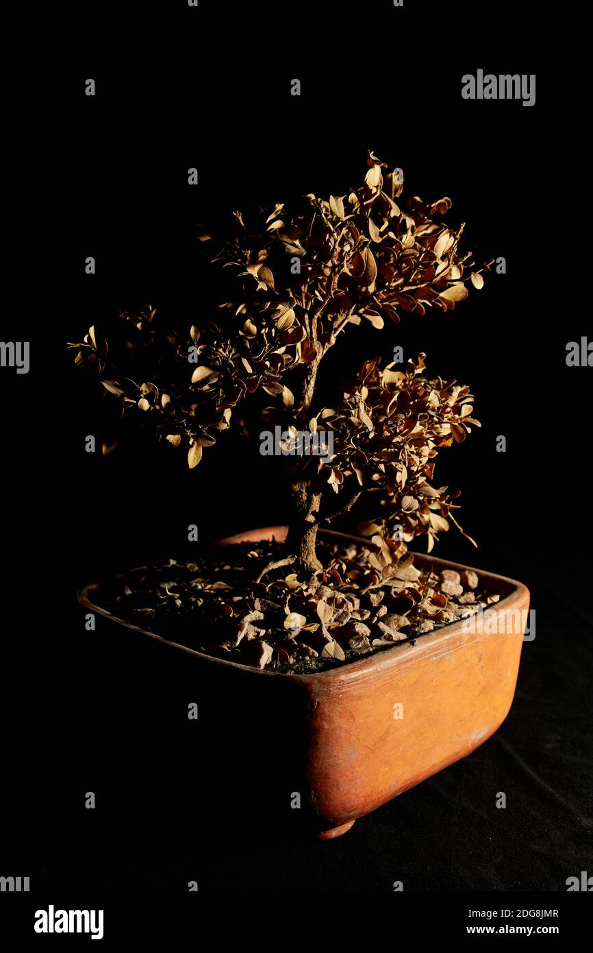 Dry bonsai in the garden, black background Stock Photo - Alamy