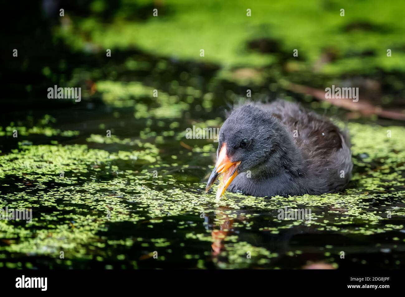 Weed rail hi-res stock photography and images - Alamy