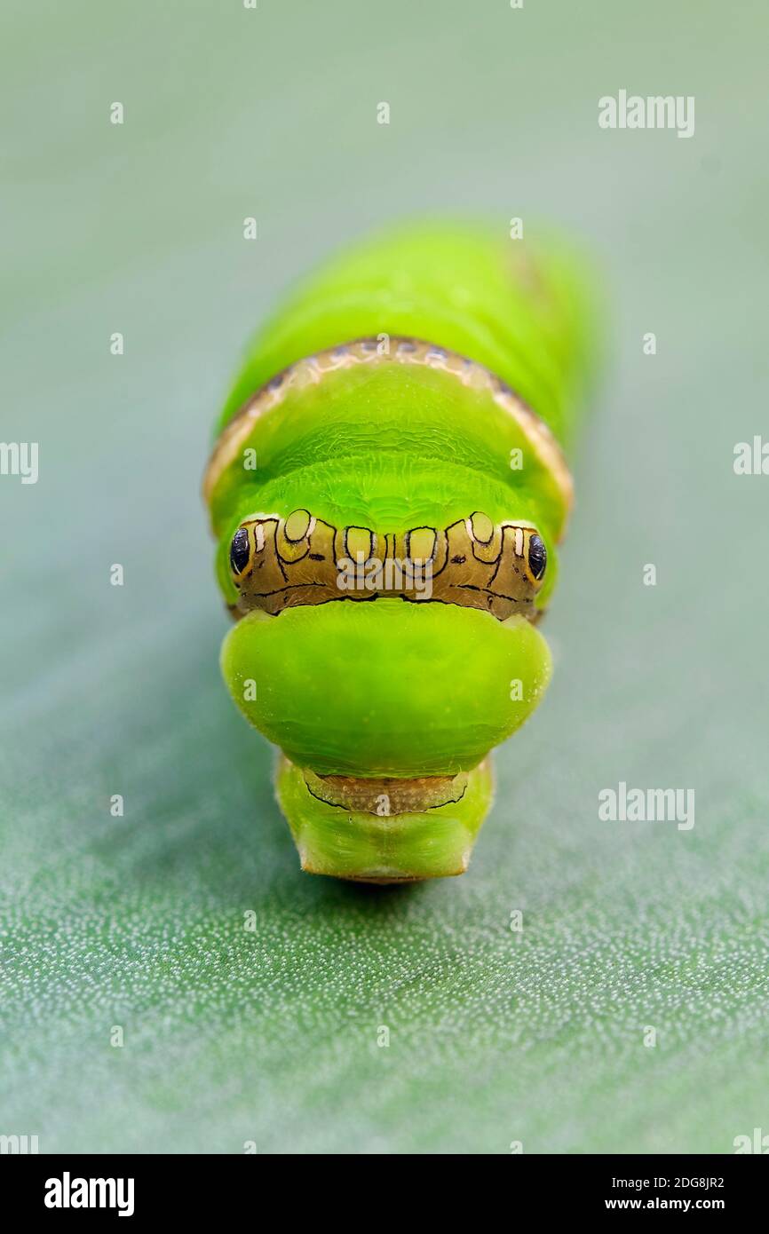 Citrus swallowtail caterpillar - Papilio demodocus Stock Photo - Alamy