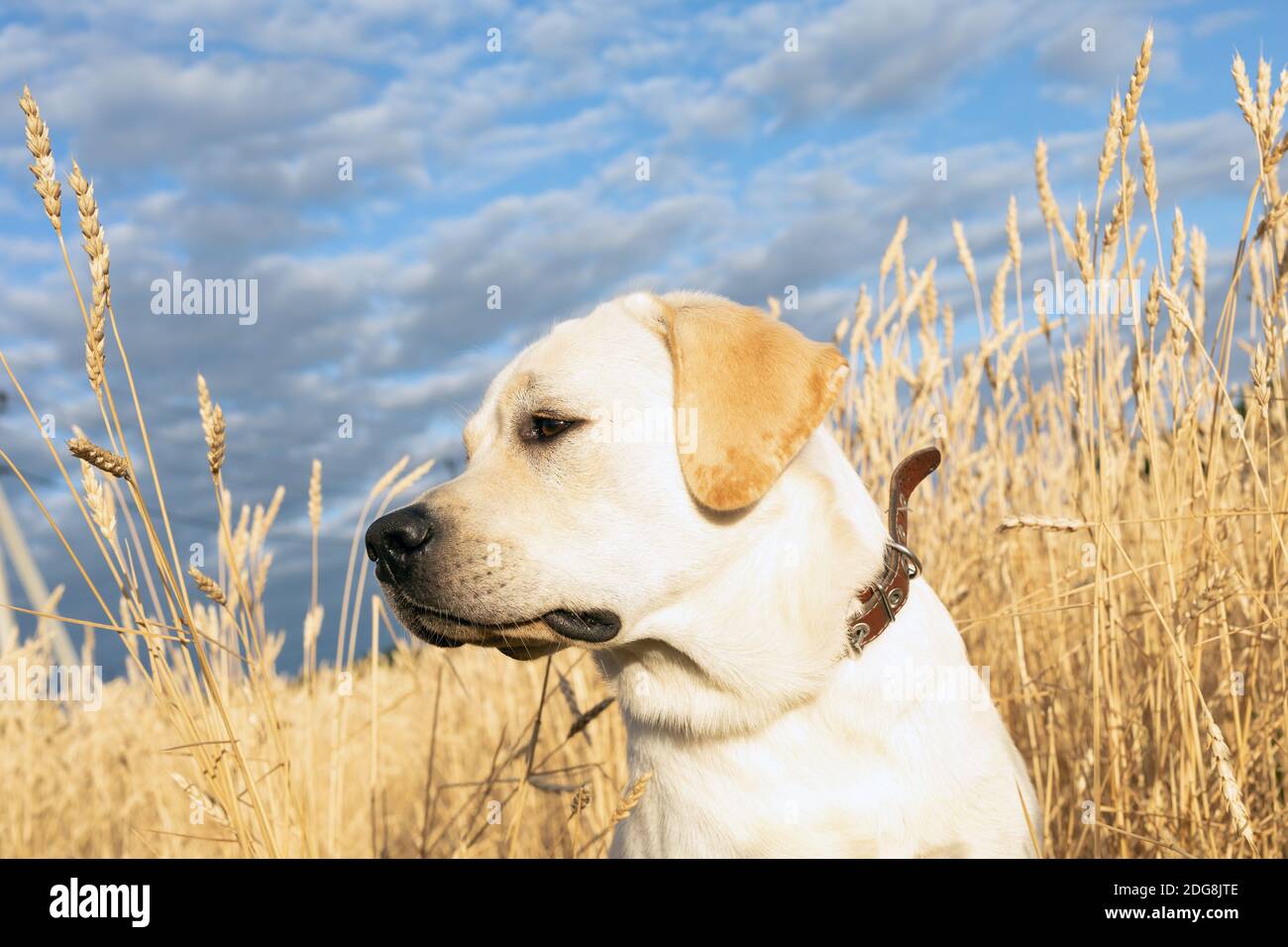 Young labrador dog sitting outdoor in wheat field in morning sun light ...