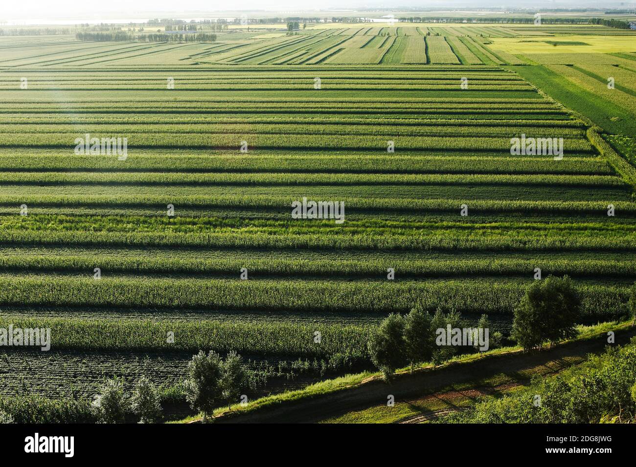 Sanjiang plain farmland in summer Stock Photo - Alamy
