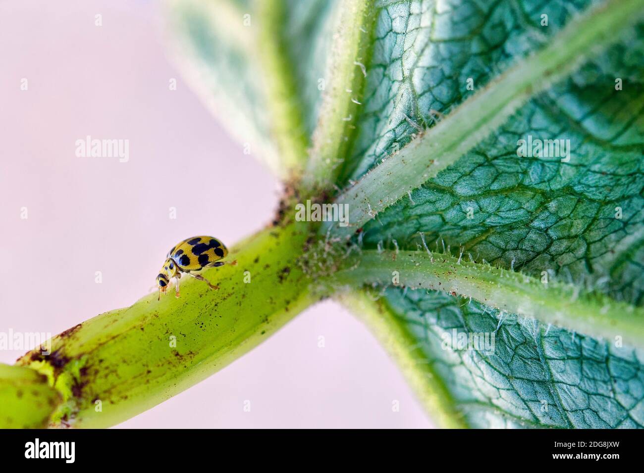 Fungus eating ladybird hi-res stock photography and images - Alamy