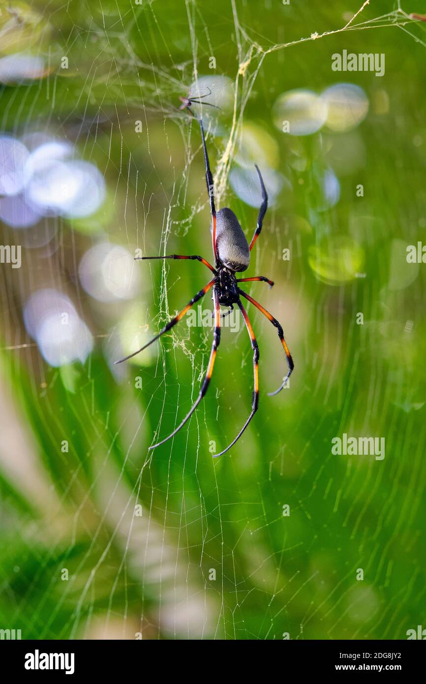 Red-legged golden orb-web spider - Nephila inaurata Stock Photo - Alamy